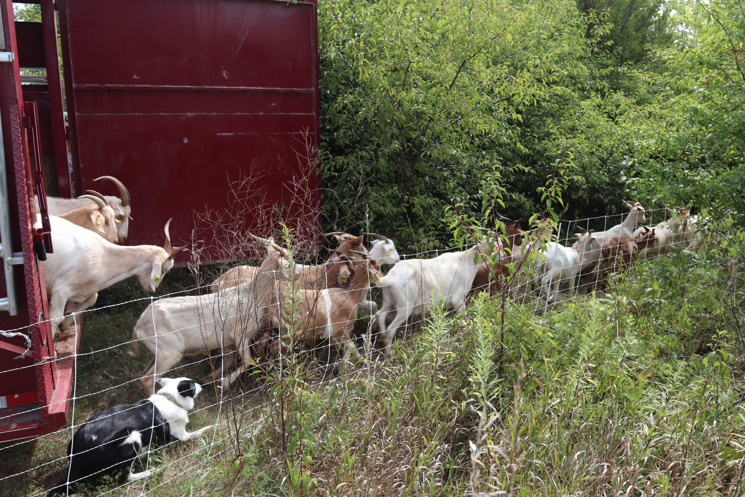 Grazing goats arrive at Langston Hughes Elementary to clear brush and ...